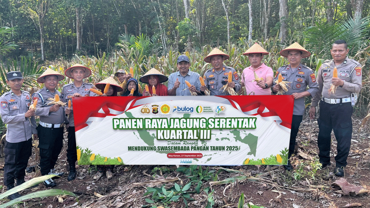 Polsek Blambangan Umpu Panen Jagung di Tanjung Mas, Satu Hektare ...
