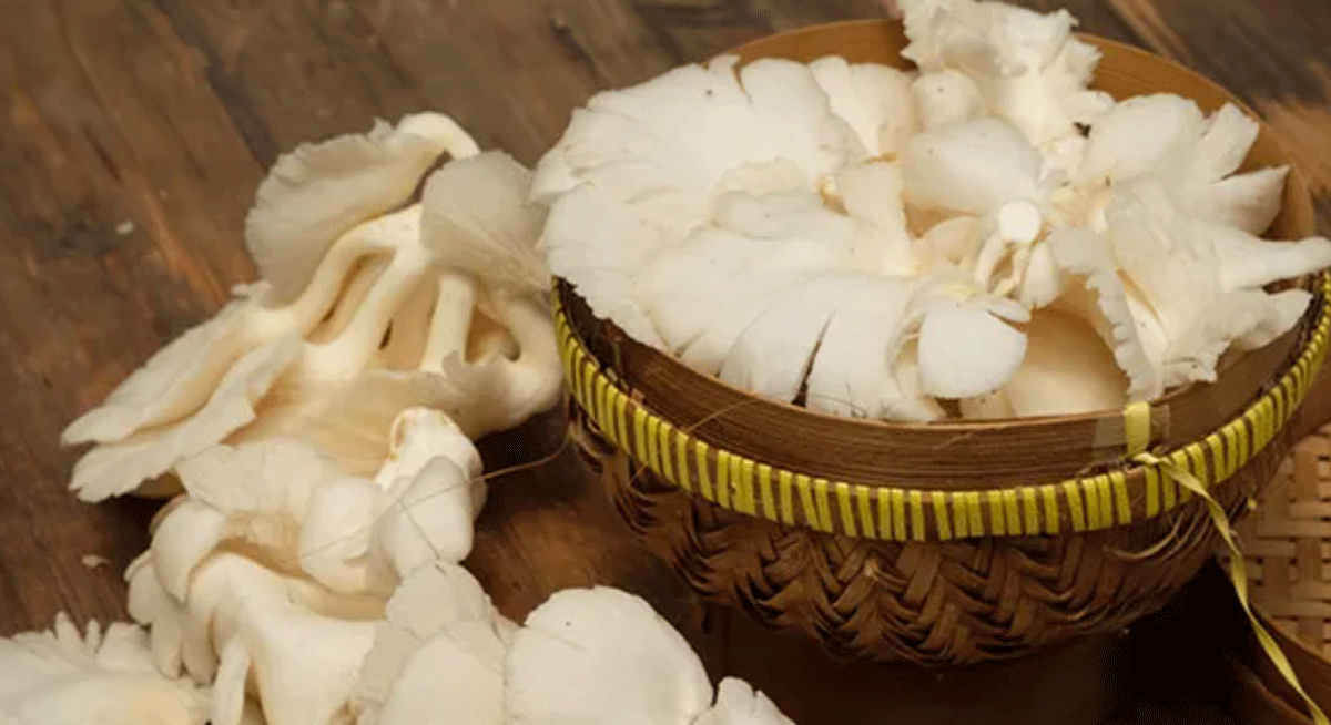 Kandungan Monosodium Glutamat (MSG) dalam Kuliner Makanan Jamur Tiram ...